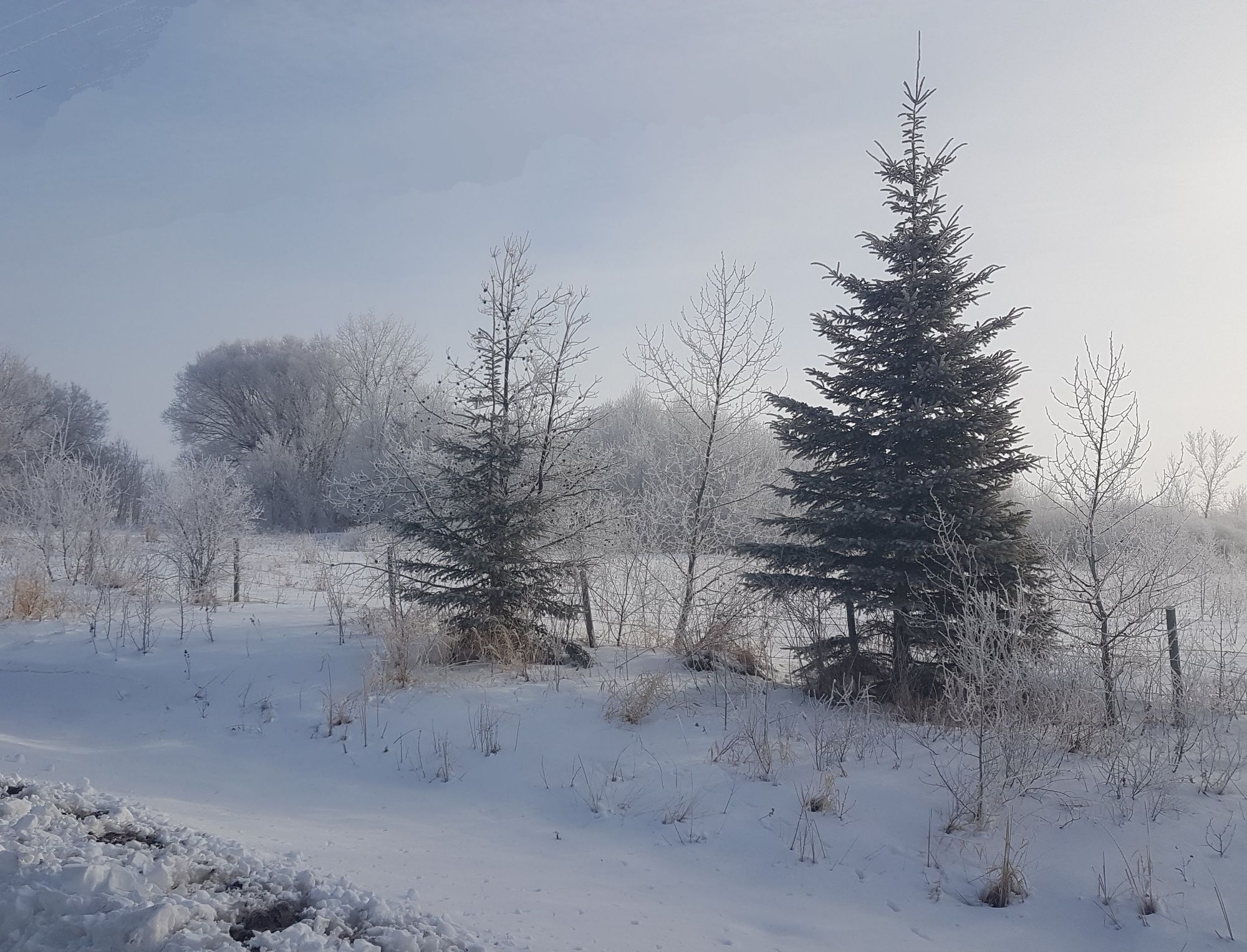Green Cemetery Project Winnipeg – the project working to create a green ...